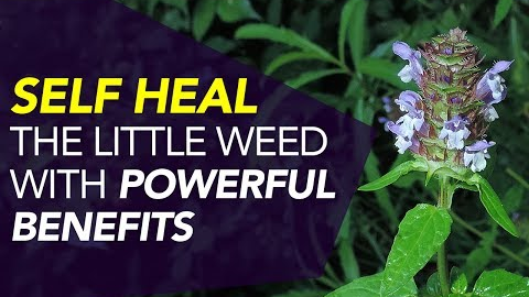 Self Heal — The Little Weed With POWERFUL Benefits