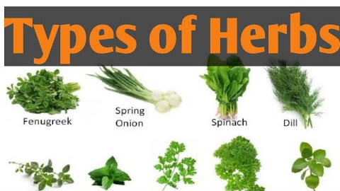 Types of Herbs|| different types of Herbs Names || Herbs