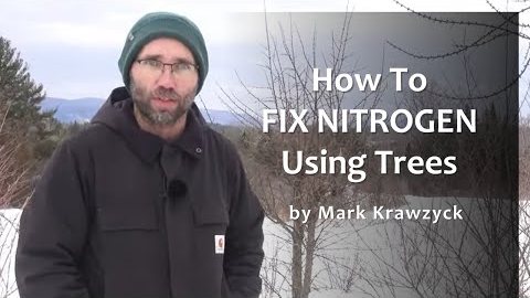 How To Fix Nitrogen on Your Property with Trees