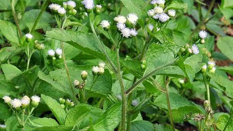 YAA KANKAN!!! GUOKO!!! TUTA!!! - SPIRITUAL AND PHYSICAL,