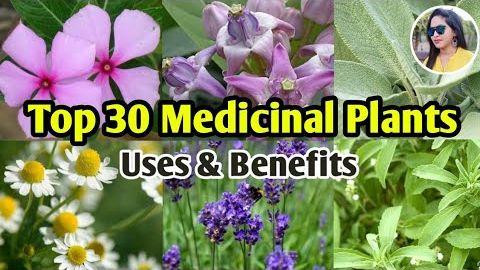 30 Medicinal Plants And Their Uses | Ayurvedic Plants