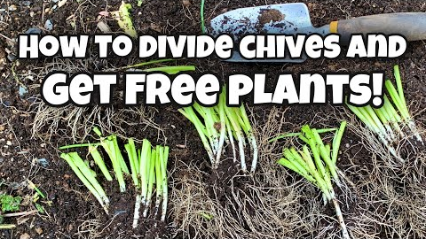 How to Divide Chives and Get Free Plants!
