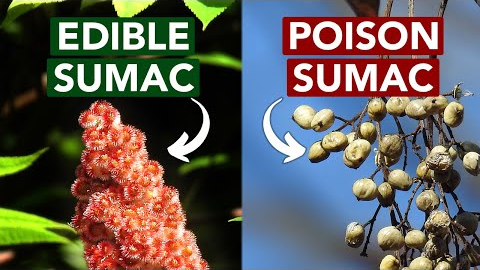 Edible vs. Poison Sumac — Learn The Difference