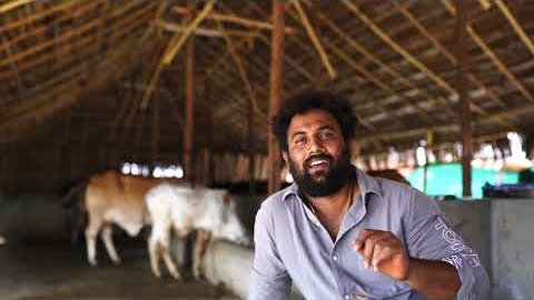 Ksheera Organic Milk - Introducing Our Cattle's , Hebbevu