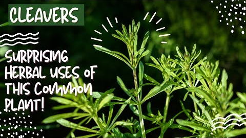 Cleavers Herb: Surprising herbal benefits of this common