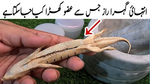 Dried Fish saffron With Amber Recipe | By Baba Totka RRC