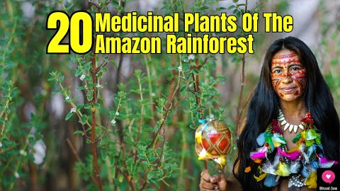 20 Medicinal Plants Of The Amazon Rainforest | Healing