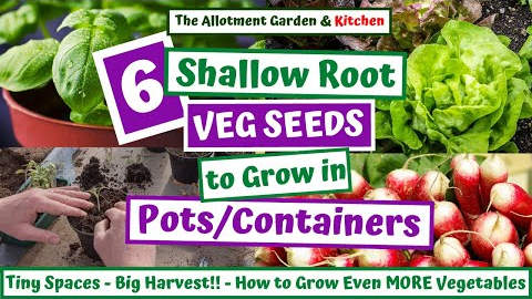 Growing Veg in Shallow Containers - Tiny Spaces, Big