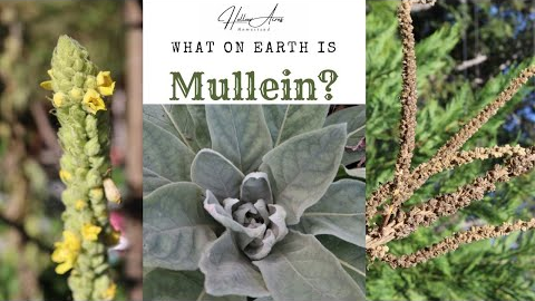 What is Mullein | Fun Facts and a Giveaway!