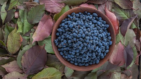 Foraging and Cooking with Nannyberries (Viburnum lentago)