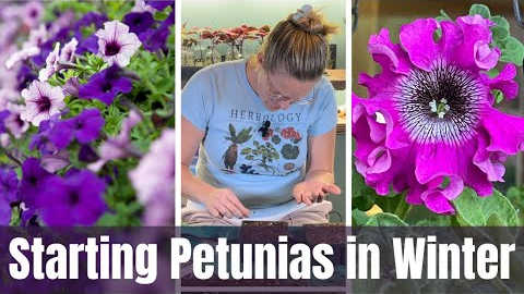 Starting Petunias In November? 🌺 || Growing Petunias From
