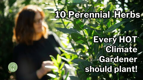 10 HERBS Every Gardener in a Hot Climate Should Grow: Plus