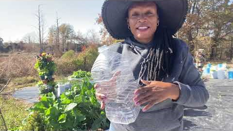 Planting herbs and Lantana using the Winter sow method;
