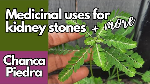 Medicinal uses of Chanca Piedra / Earth's Medicine